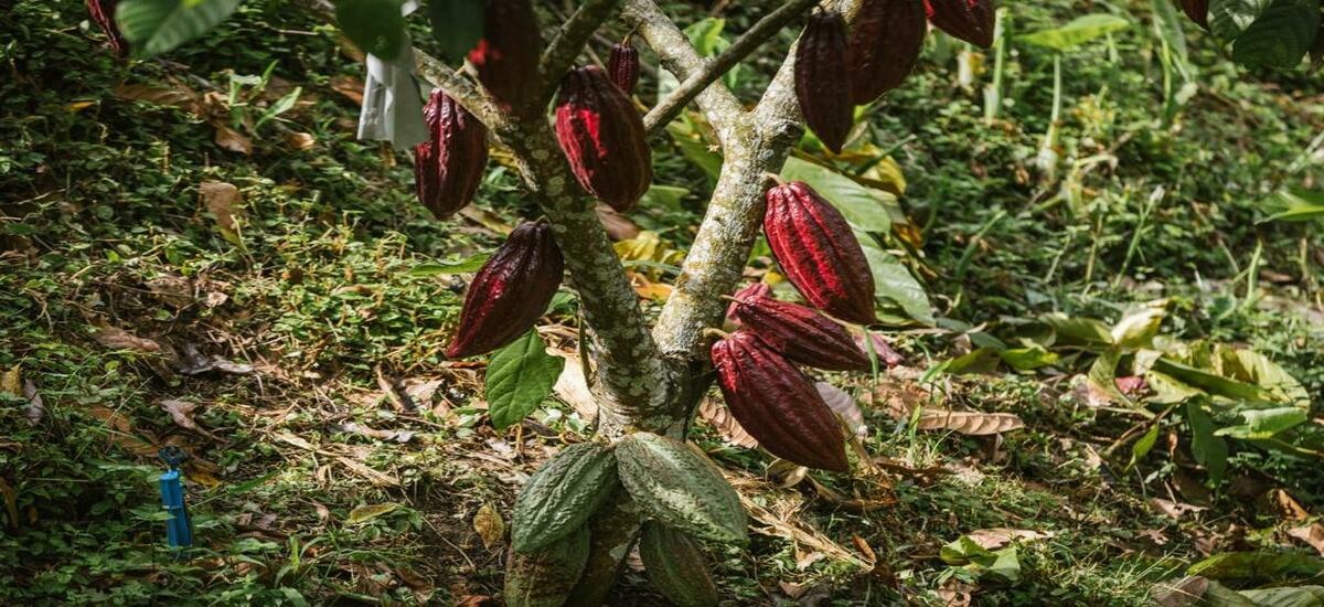 Colombia participará con nueve muestras de cacao en la edición 2021 de ...