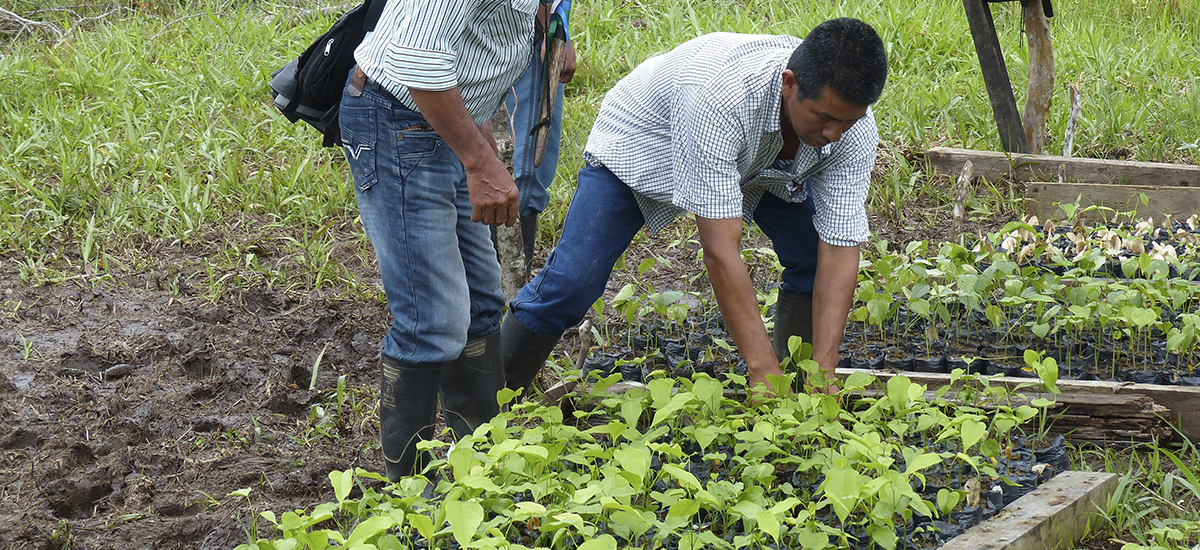 Gobierno impulsa proyectos productivos de comunidades indígenas en el ...
