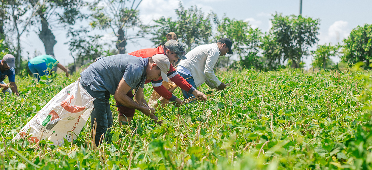 MinAgricultura discute con expertos las principales puntadas del ...