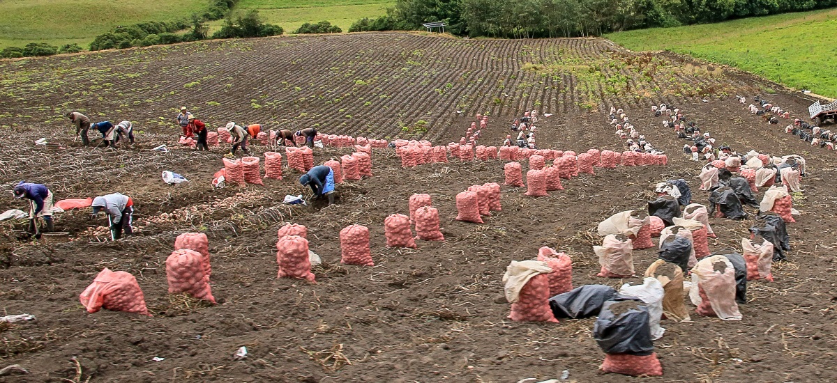Medidas para sacar la producción agropecuaria de Nariño