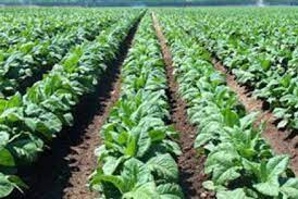 Actualización de la Representatividad y Estructura Democrática para el ...